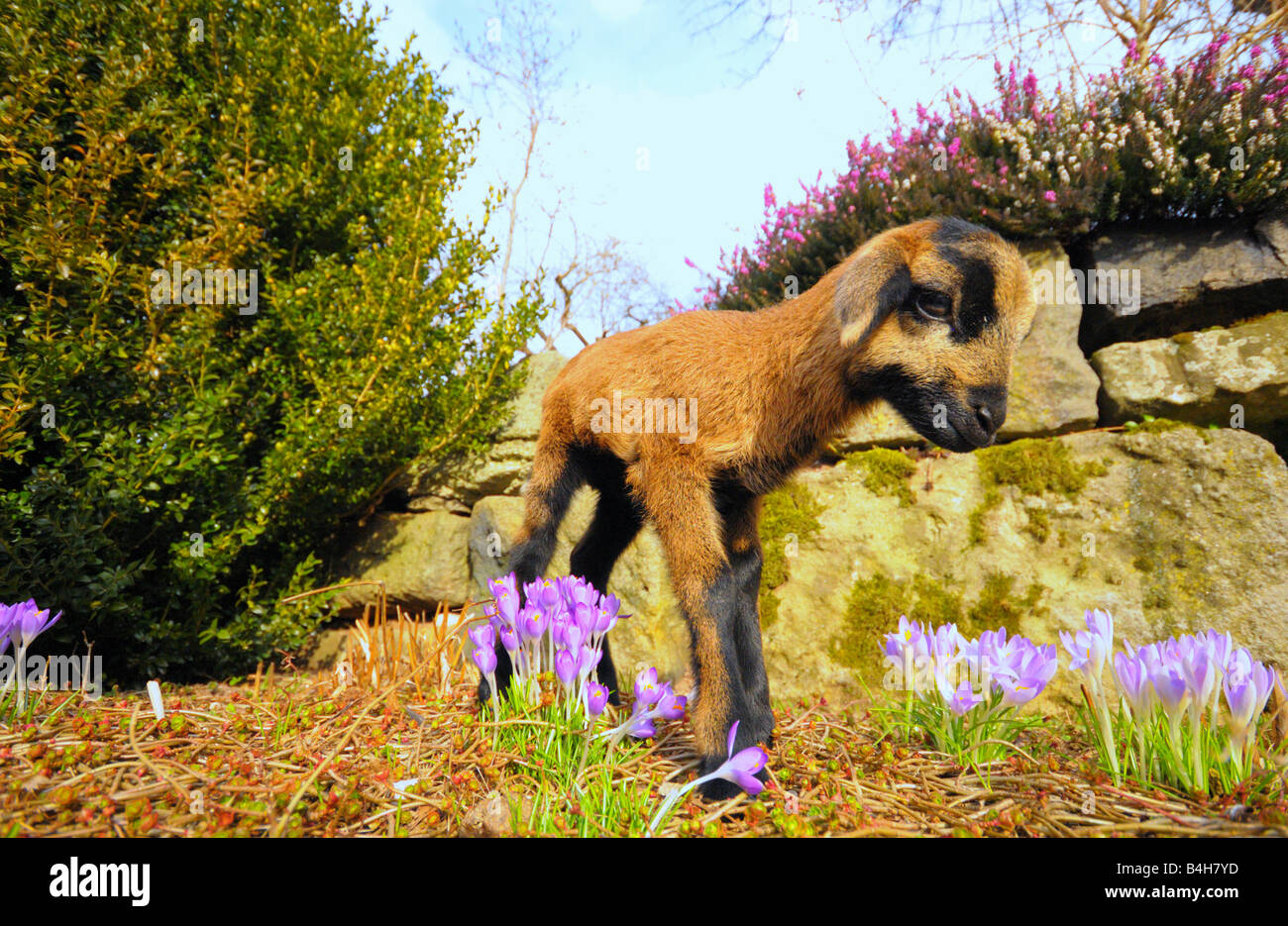Ziegenfotos -Fotos und -Bildmaterial in hoher Auflösung – Alamy