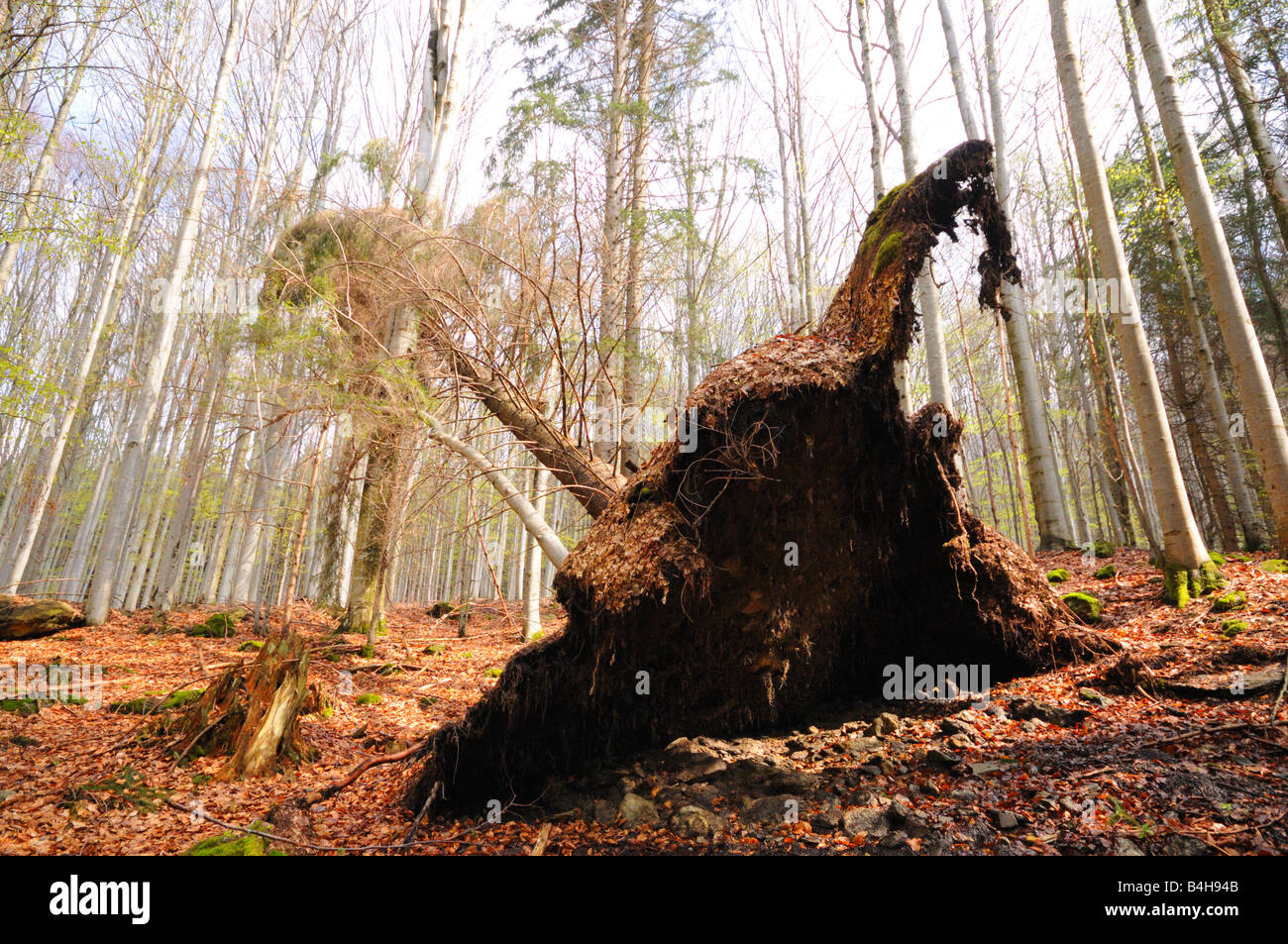 Spruce root -Fotos und -Bildmaterial in hoher Auflösung – Alamy
