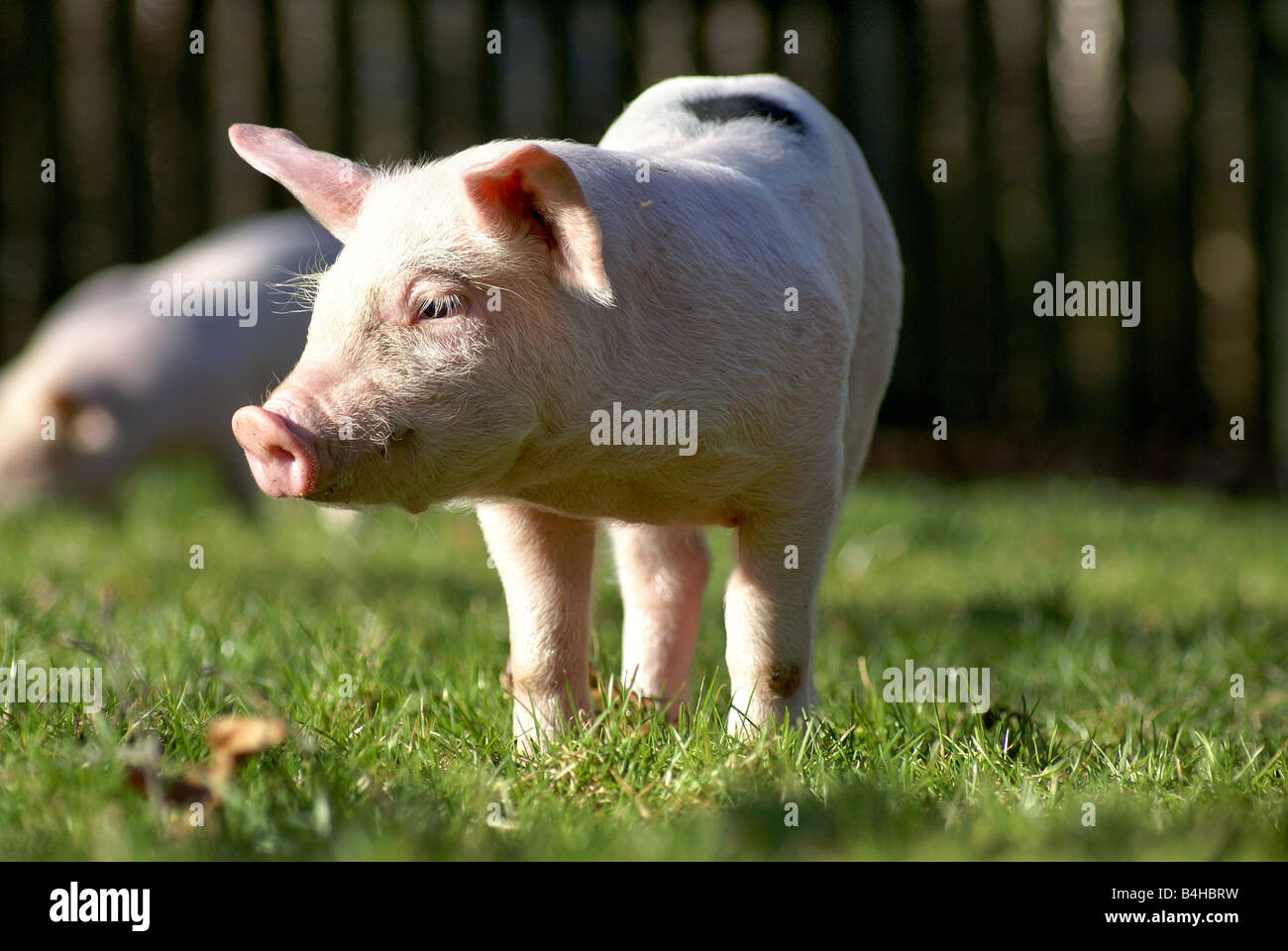 Zwei farbige ferkel im gras -Fotos und -Bildmaterial in hoher Auflösung ...