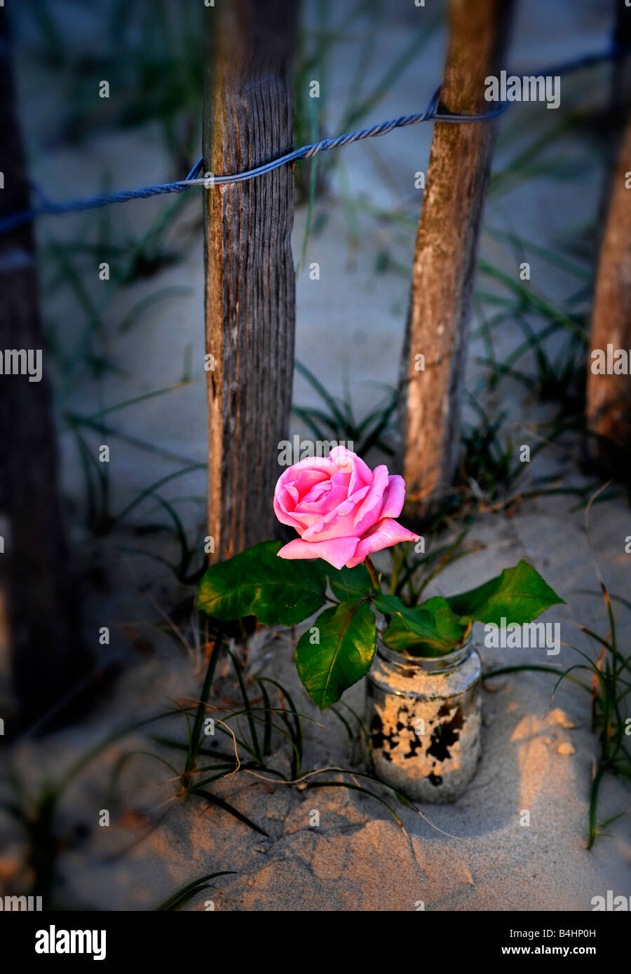 Rosen strand Stockfotos und -bilder Kaufen - Alamy