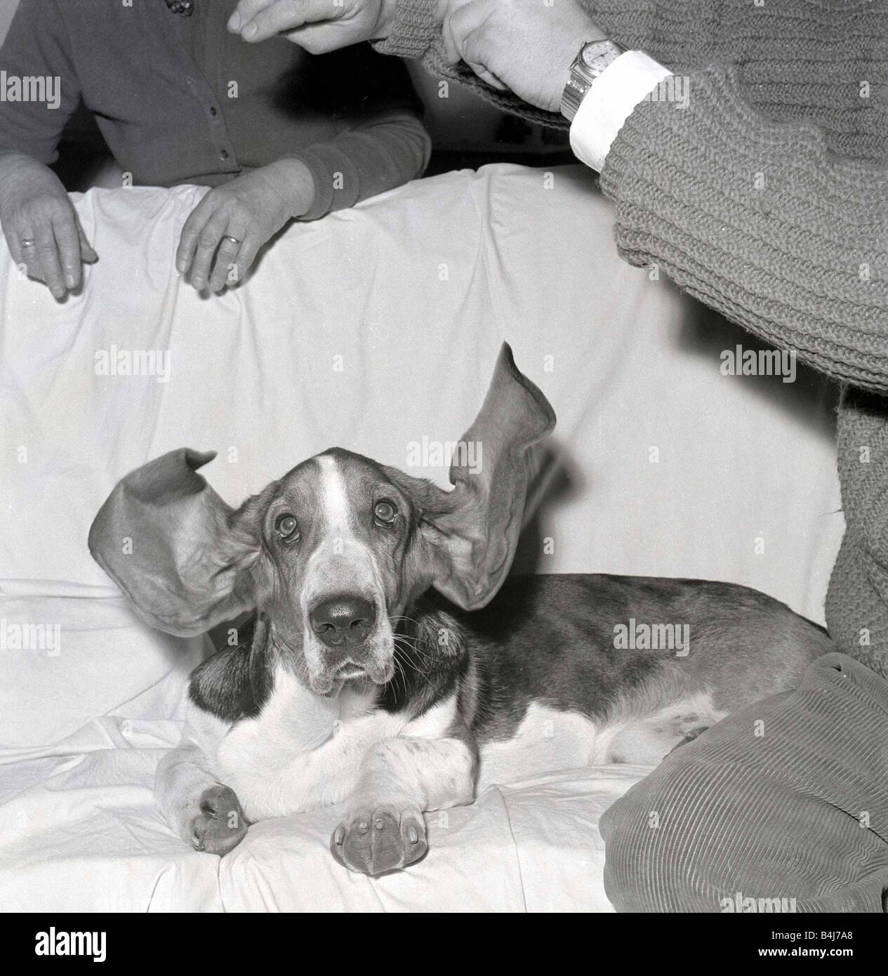 Bootsmann der Basset Hound hier zu sehen auf der 1963 Crufts Dog Show ...