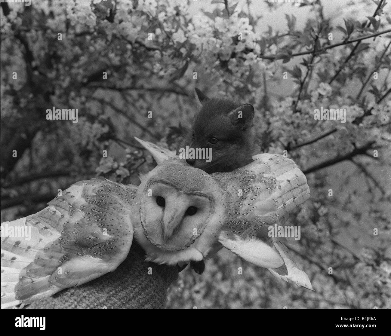Schleiereule Barney und Fox Cub Cherry, die drei Wochen alte Kirsche ...