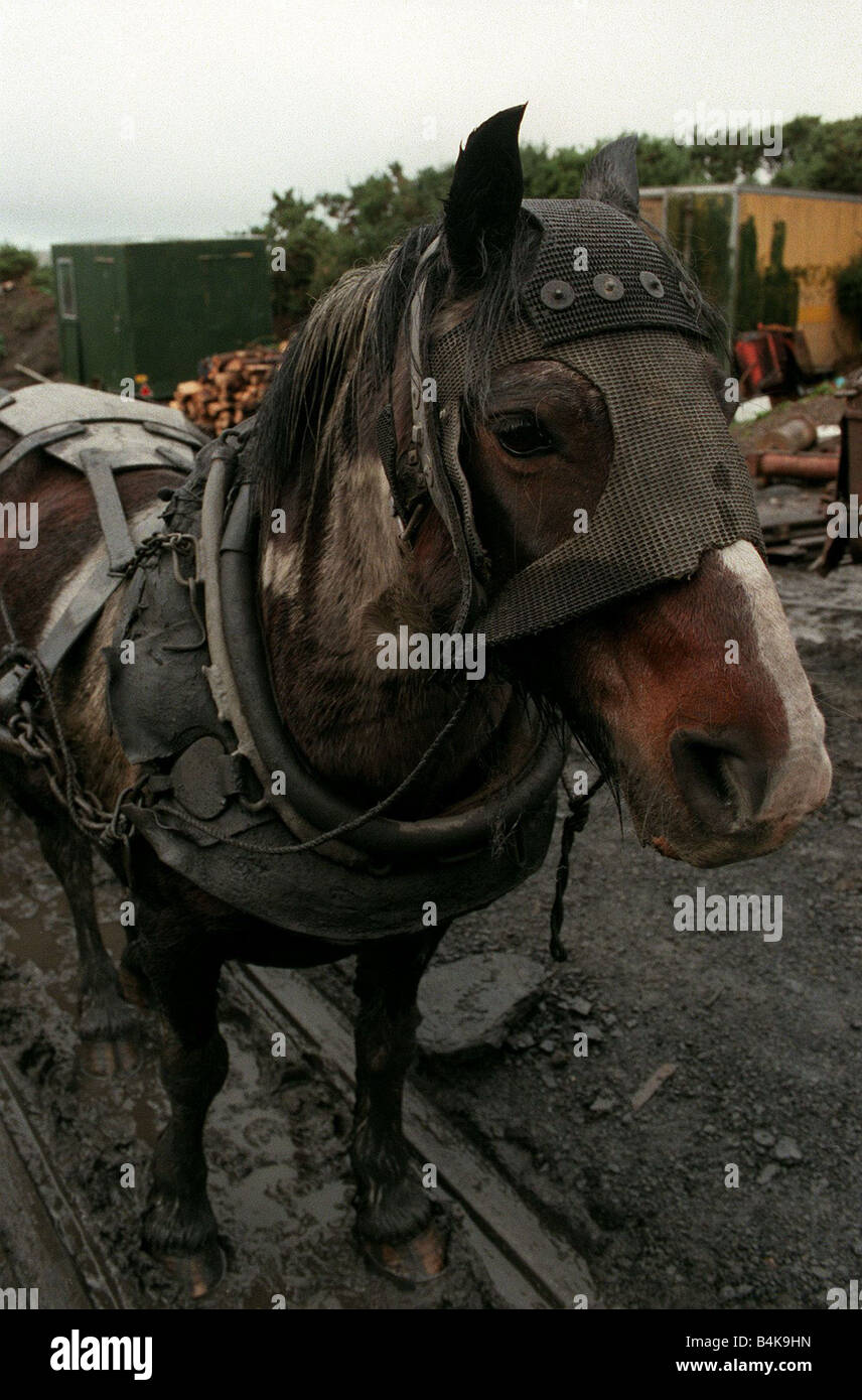 Pit ponys -Fotos und -Bildmaterial in hoher Auflösung – Alamy