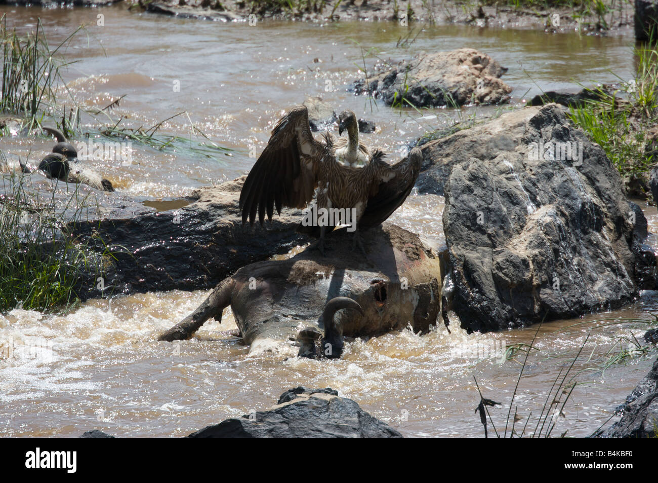 Animal carcass -Fotos und -Bildmaterial in hoher Auflösung – Alamy