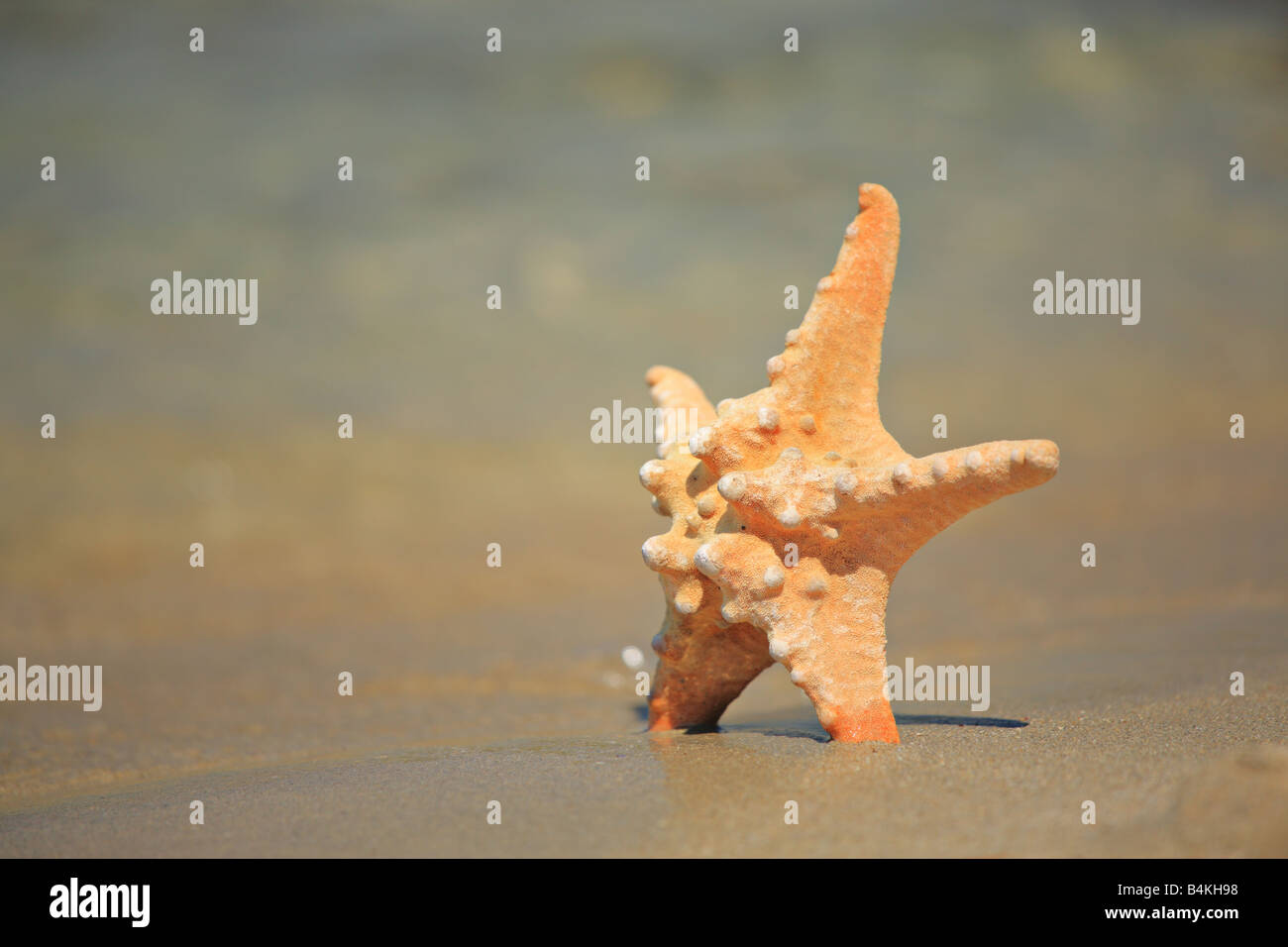 Seestern punkt strand -Fotos und -Bildmaterial in hoher Auflösung – Alamy