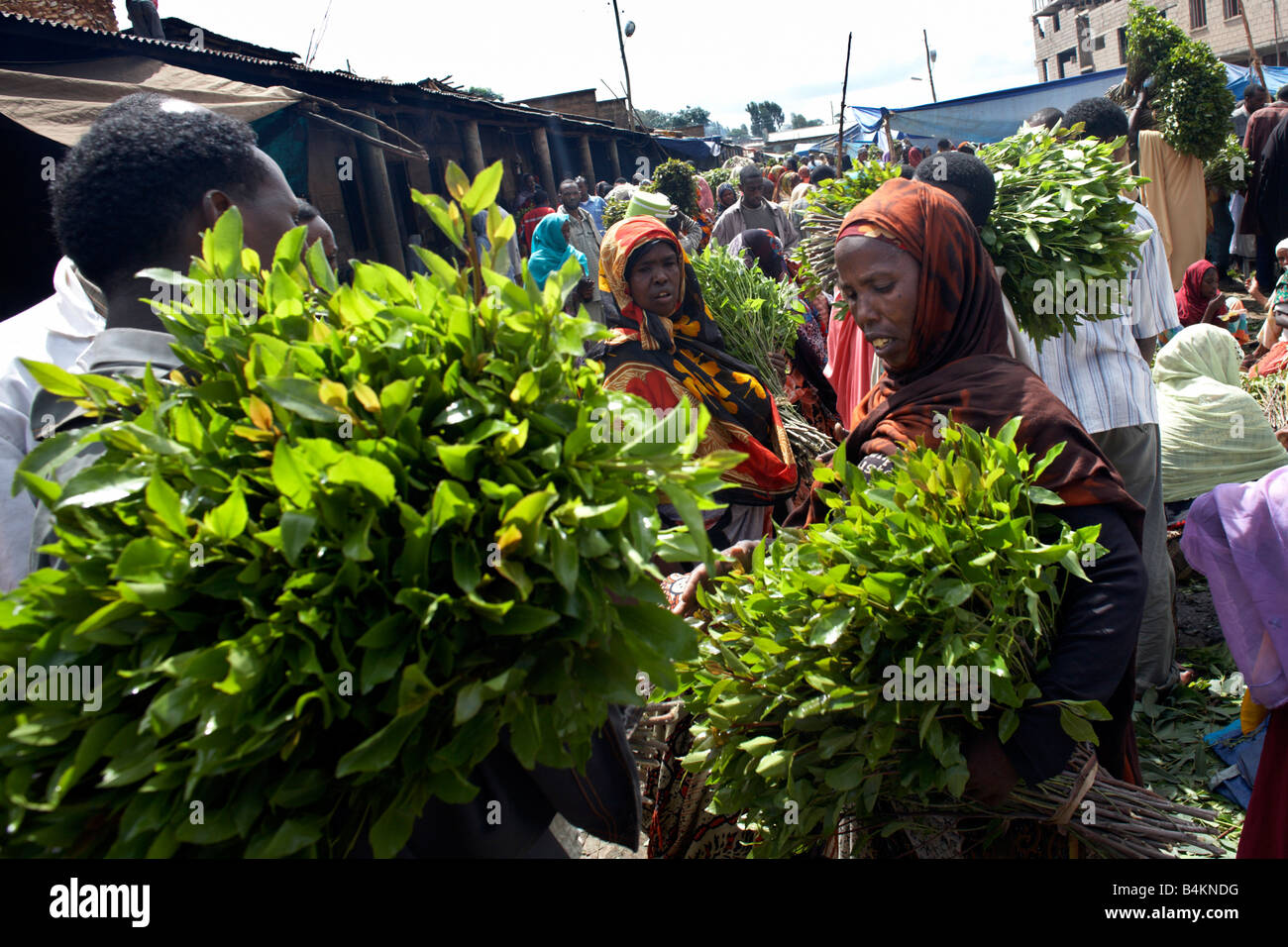 Khat ethiopia -Fotos und -Bildmaterial in hoher Auflösung - Seite 2 - Alamy