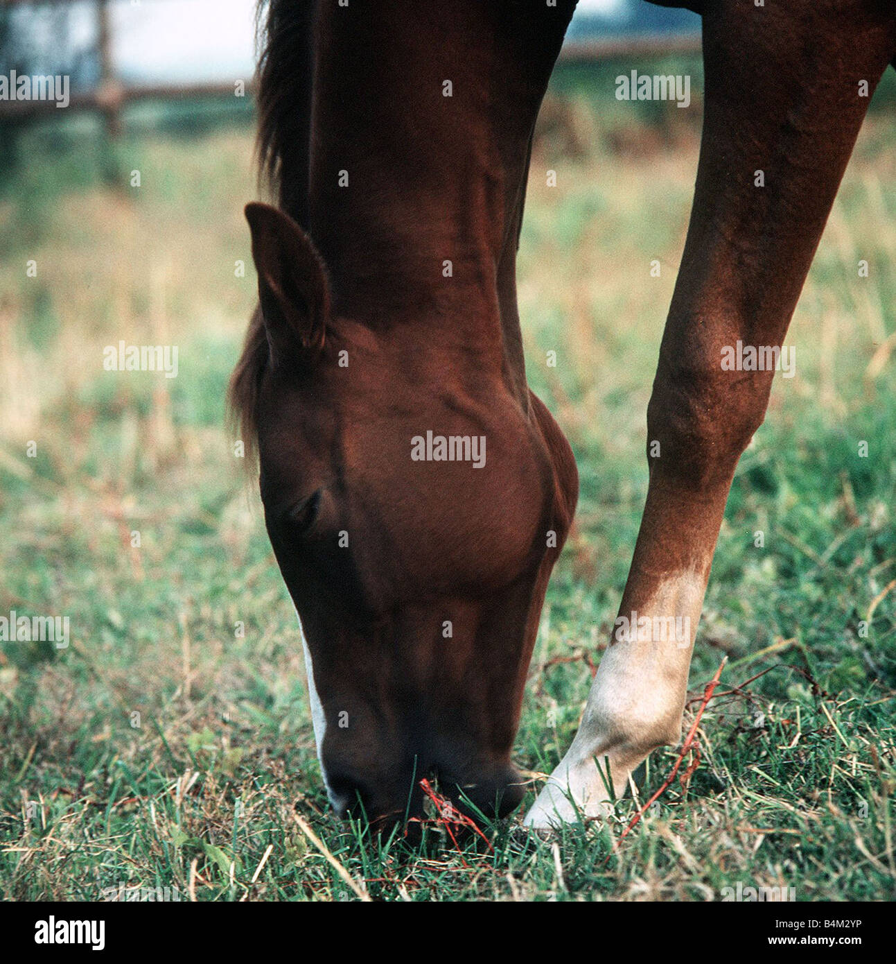 Tiere pferde -Fotos und -Bildmaterial in hoher Auflösung – Alamy