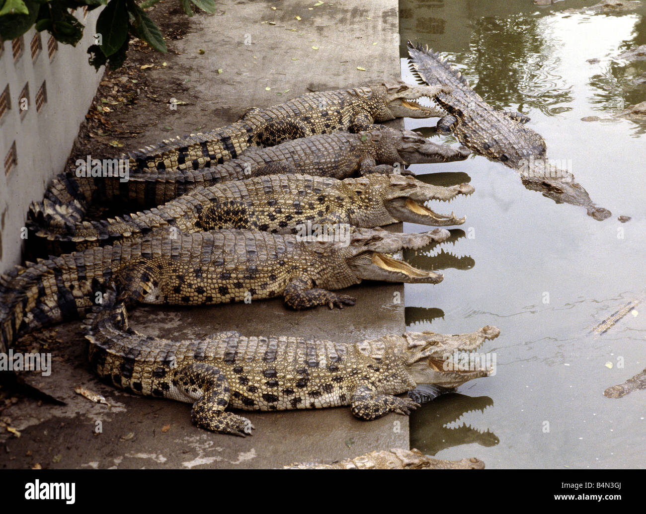 Crocodile farm bangkok -Fotos und -Bildmaterial in hoher Auflösung – Alamy