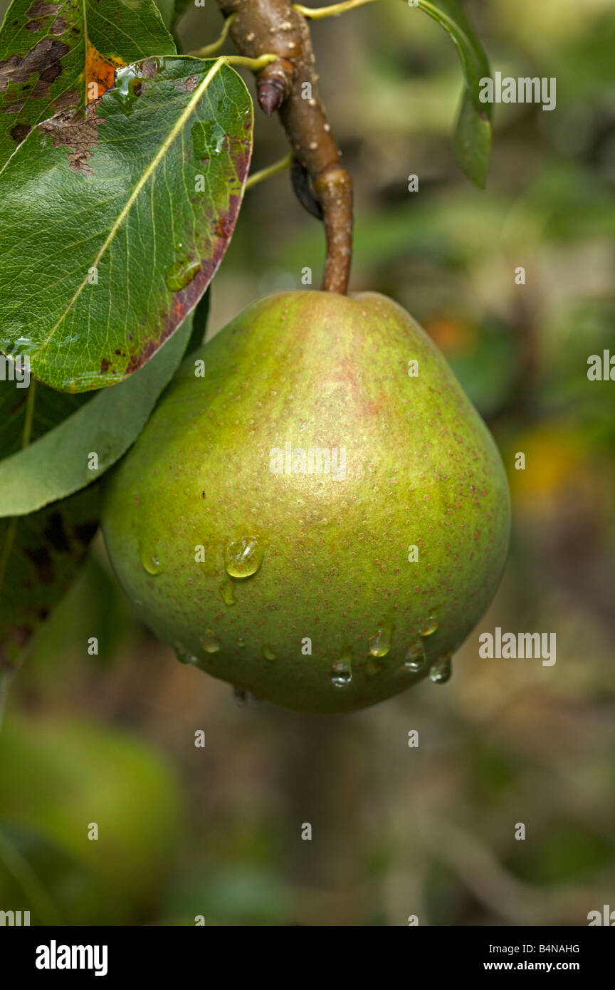 Europäischer Birnbaum Stockfotos & Europäischer Birnbaum Bilder - Alamy