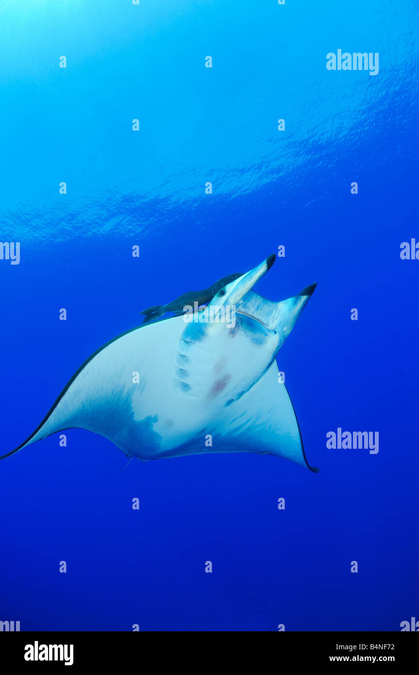 Teufel-Ray Devil Fisch Manta Ray Mobula Tarapacana, Azoren ...