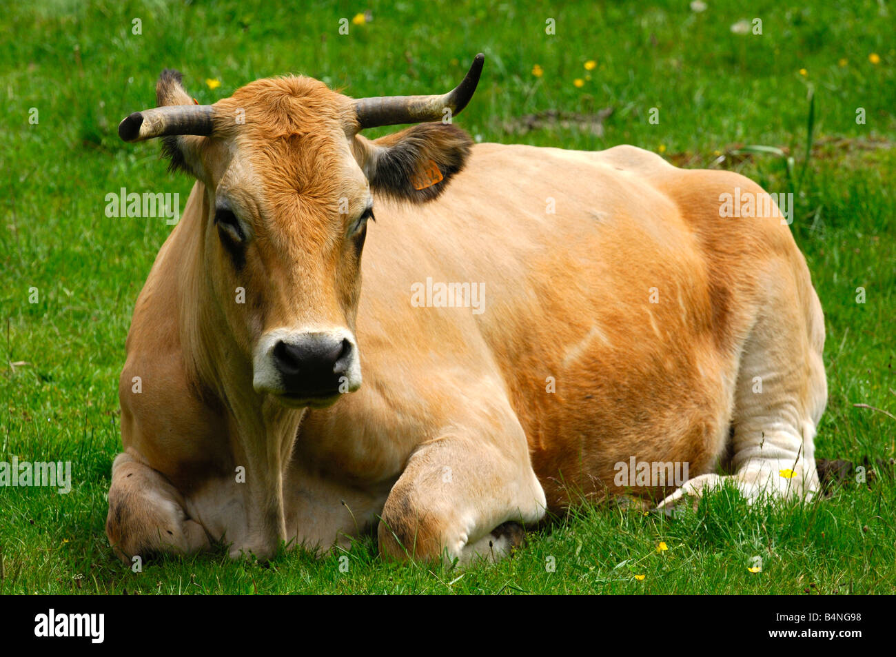 Liegende Kuh Aubrac, Aubrac-Rasse Stockfotografie - Alamy