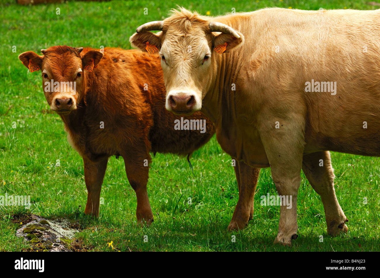 Mutterkuh mit kalb -Fotos und -Bildmaterial in hoher Auflösung – Alamy