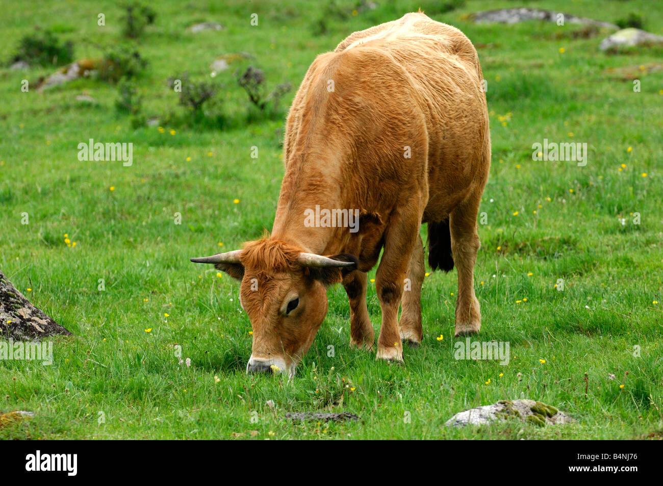 Aubrac rasse Stockfotos und -bilder Kaufen - Alamy