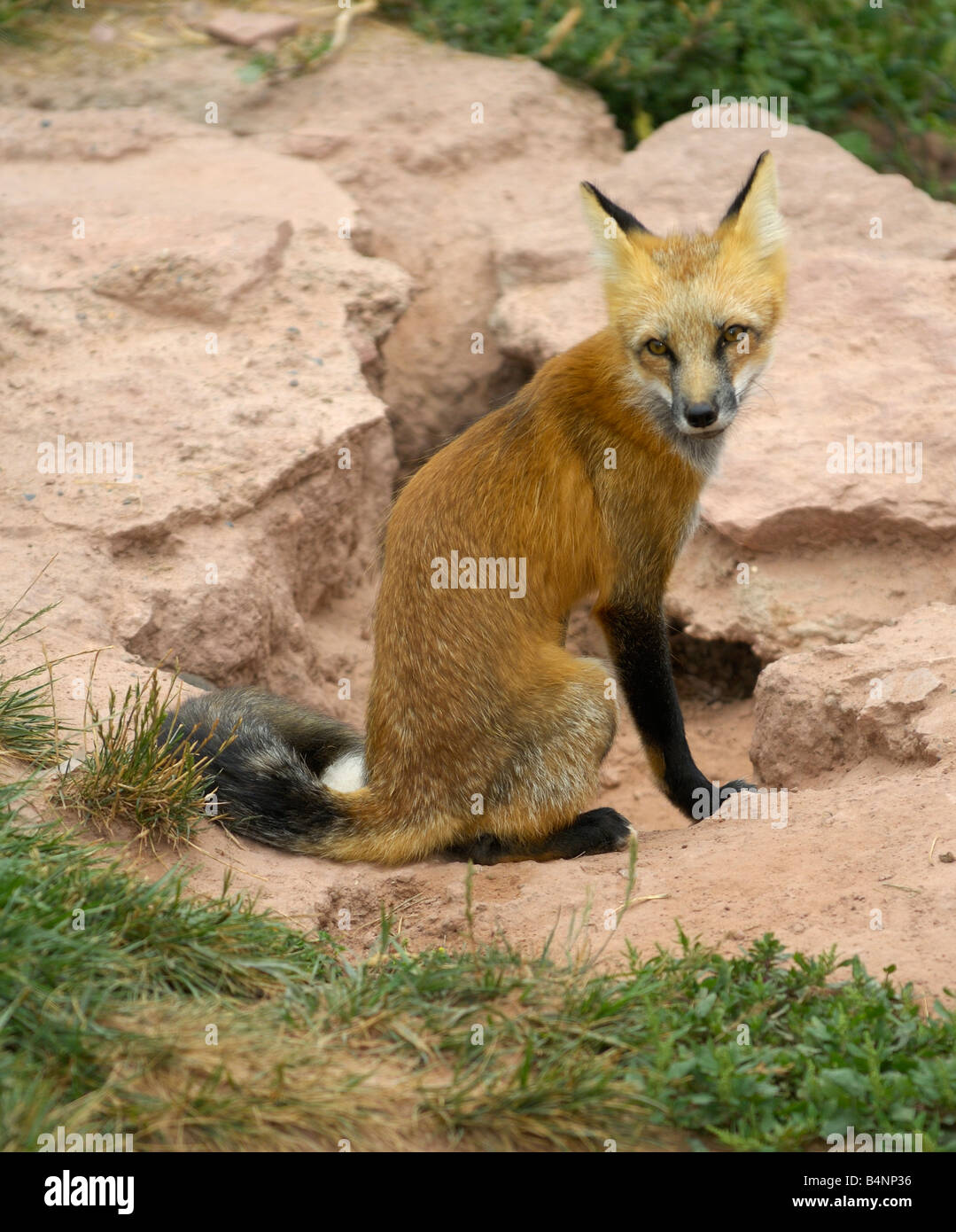 Fuchs jagd -Fotos und -Bildmaterial in hoher Auflösung – Alamy