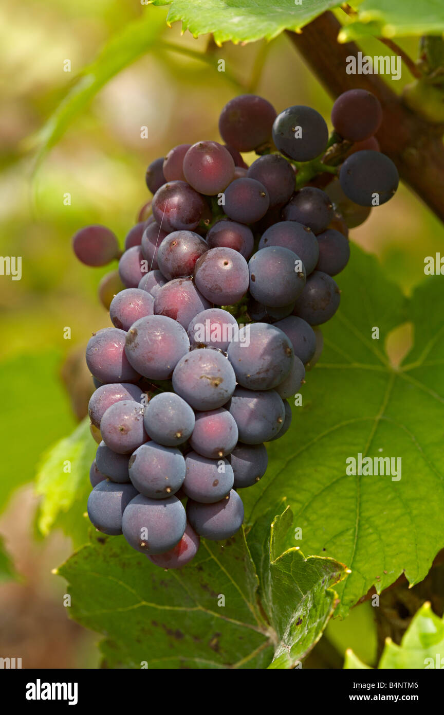 Rebsorten pinot noir Stockfotos und -bilder Kaufen - Alamy