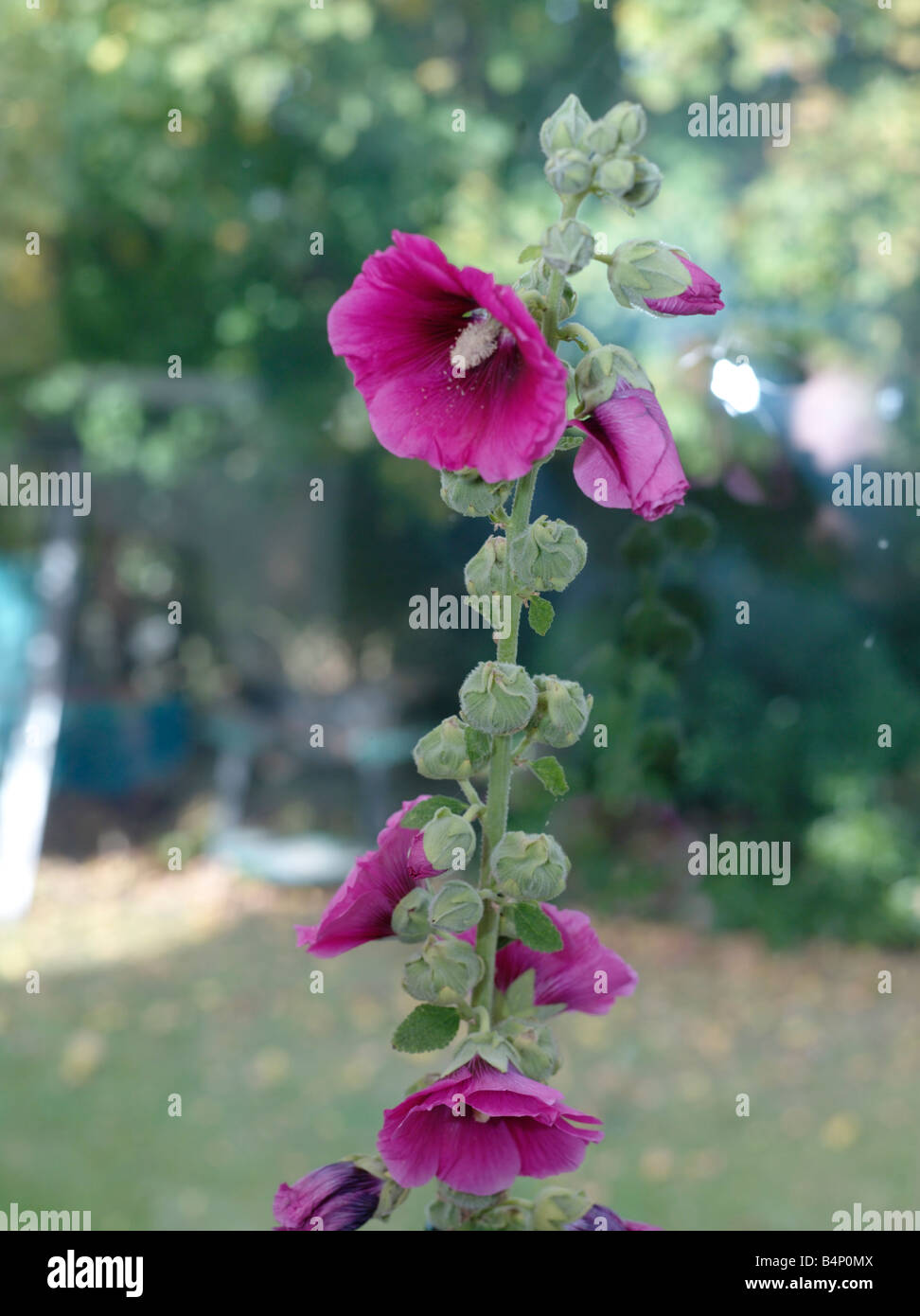 Roter stockrosen -Fotos und -Bildmaterial in hoher Auflösung – Alamy