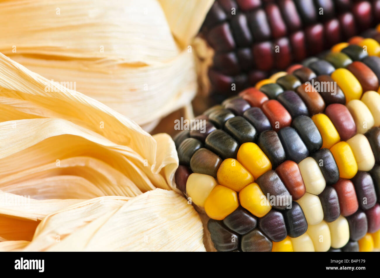 Maiskolben trocknen -Fotos und -Bildmaterial in hoher Auflösung – Alamy