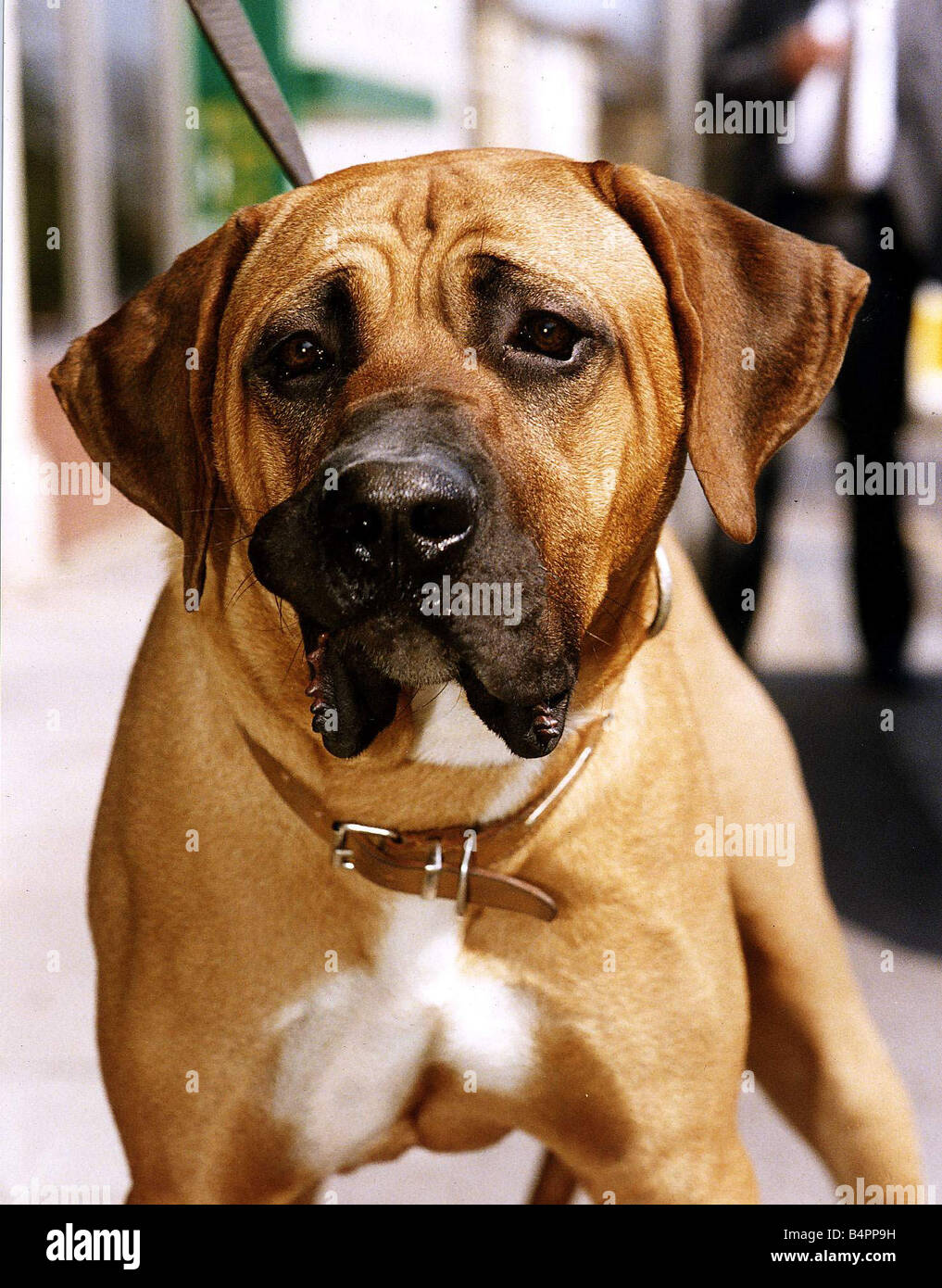 Traurige tiere -Fotos und -Bildmaterial in hoher Auflösung – Alamy