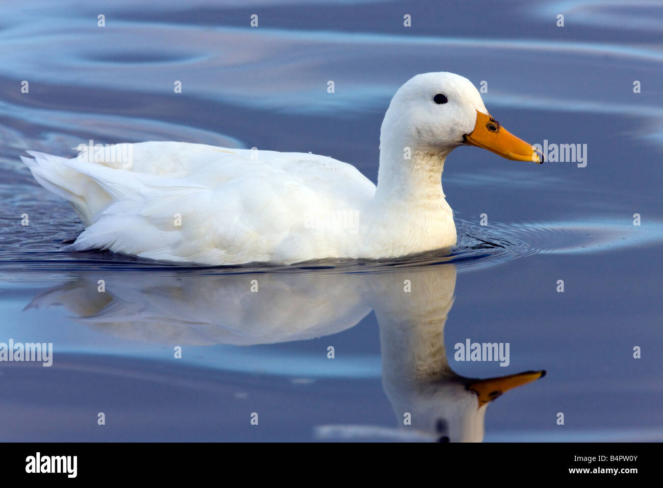 Peking Ente ist eine Rasse des domestizierten Ente und dient in erster ...