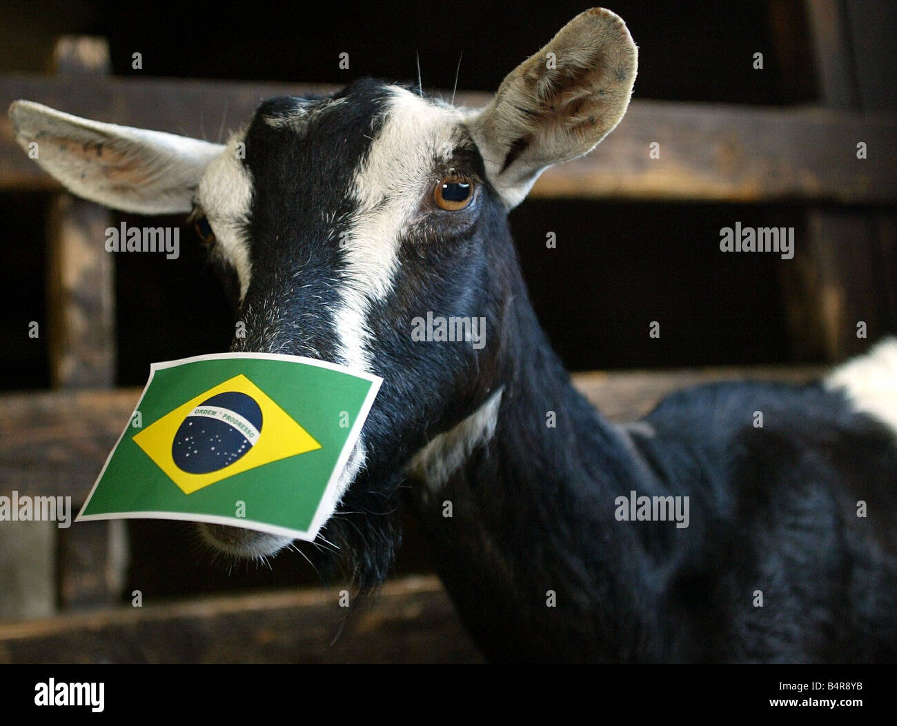 Ziege humor -Fotos und -Bildmaterial in hoher Auflösung – Alamy