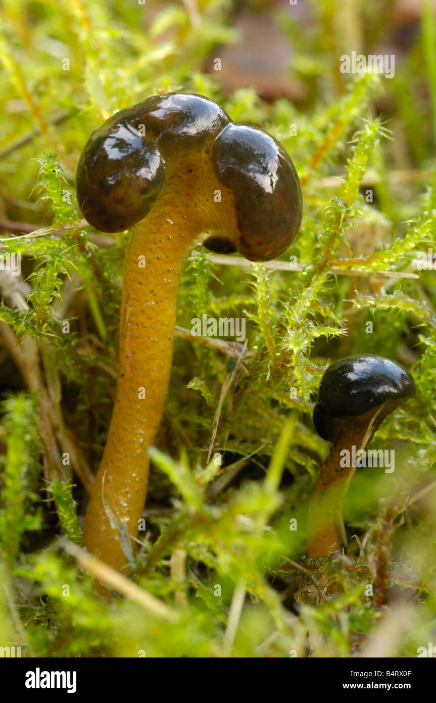 Grüngelbes gallertkäppchen -Fotos und -Bildmaterial in hoher Auflösung ...