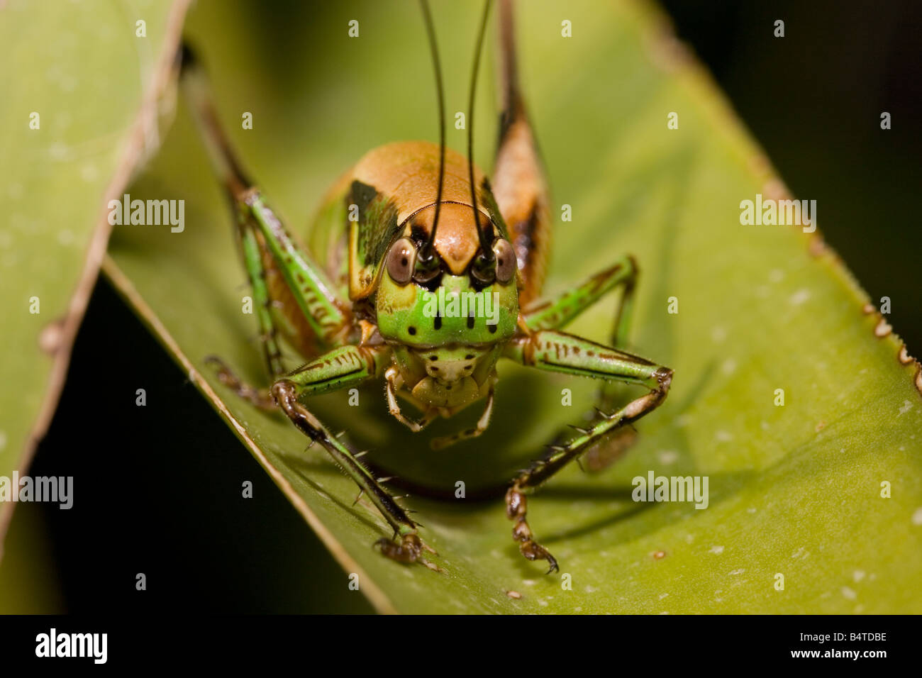 Bush cricket hautnah -Fotos und -Bildmaterial in hoher Auflösung – Alamy