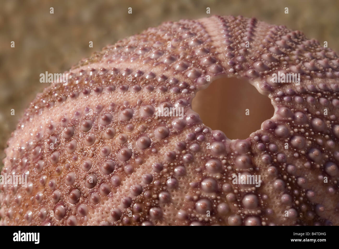 Strand seeigel -Fotos und -Bildmaterial in hoher Auflösung – Alamy