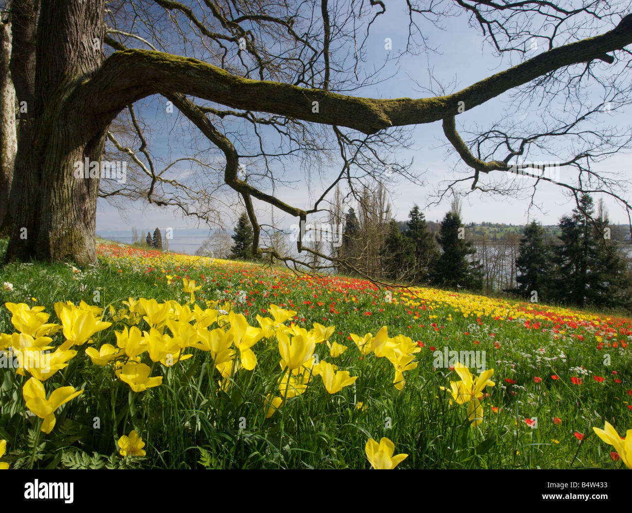 Ein Alter Baum steht auf einer Wiese mit roten und gelben Blumen auf ...