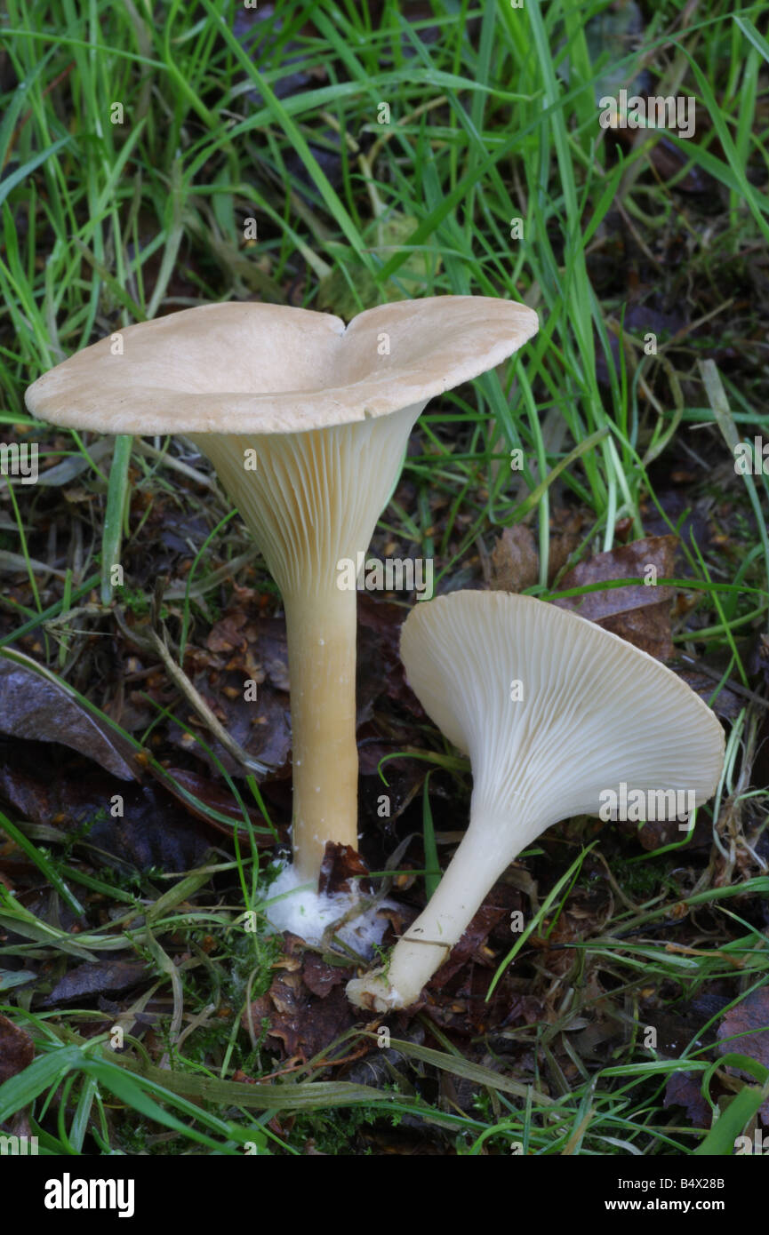 Gemeinsamer trichter Stockfotos und -bilder Kaufen - Alamy