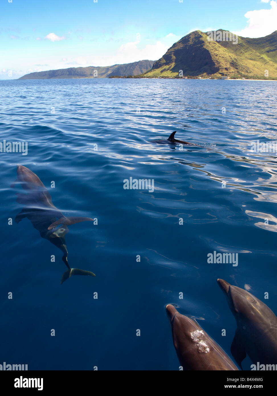 Wilde delfine hawaii -Fotos und -Bildmaterial in hoher Auflösung – Alamy Wilde delfine hawaii -Fotos und -Bildmaterial in hoher Auflösung – Alamy