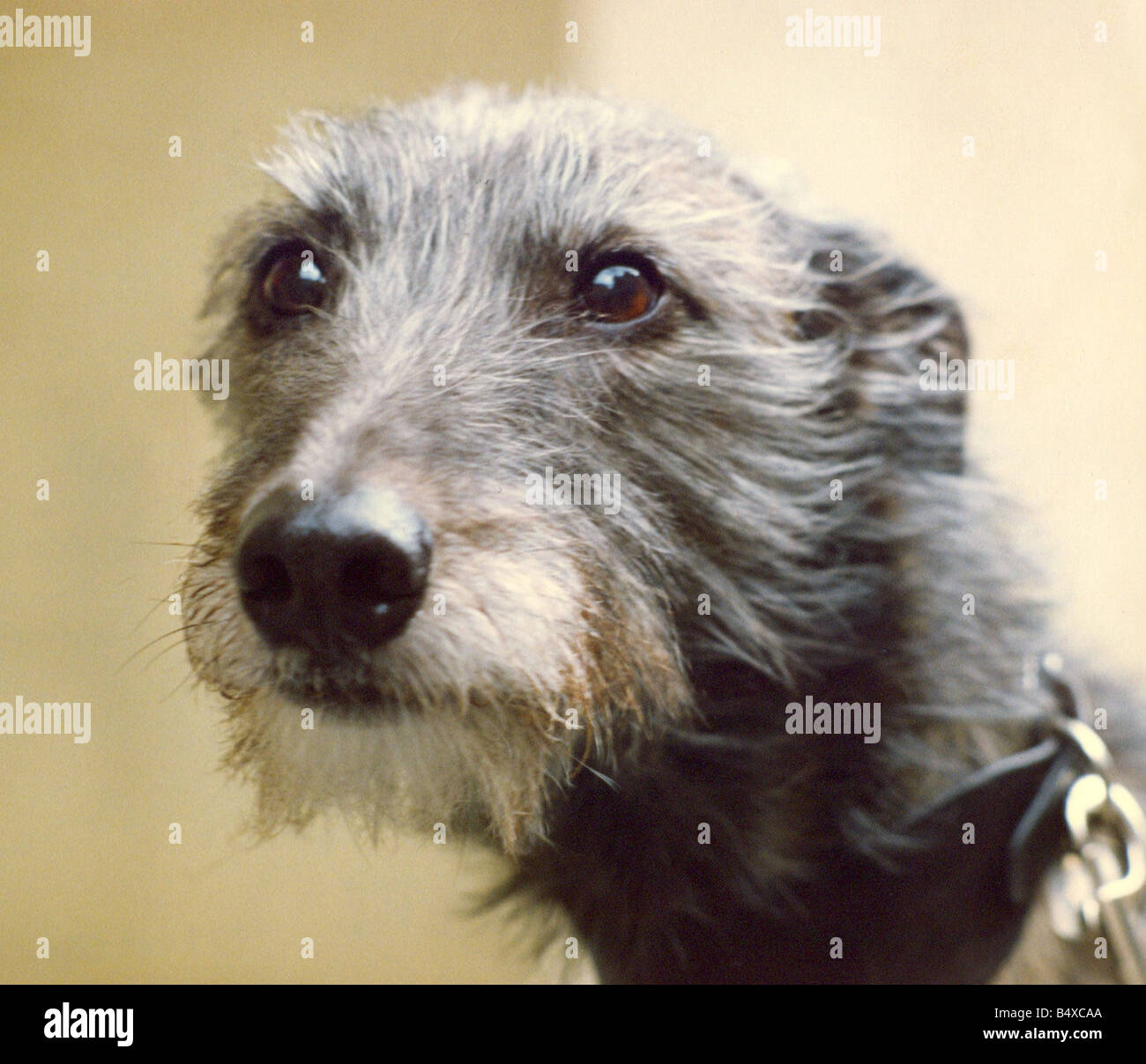 Der lurcher -Fotos und -Bildmaterial in hoher Auflösung – Alamy