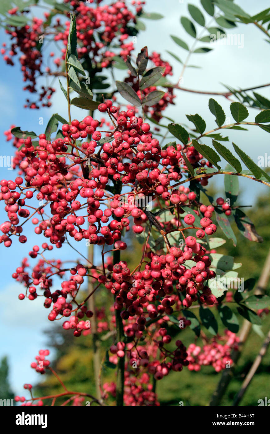 Sorbus hupehensis pink -Fotos und -Bildmaterial in hoher Auflösung – Alamy