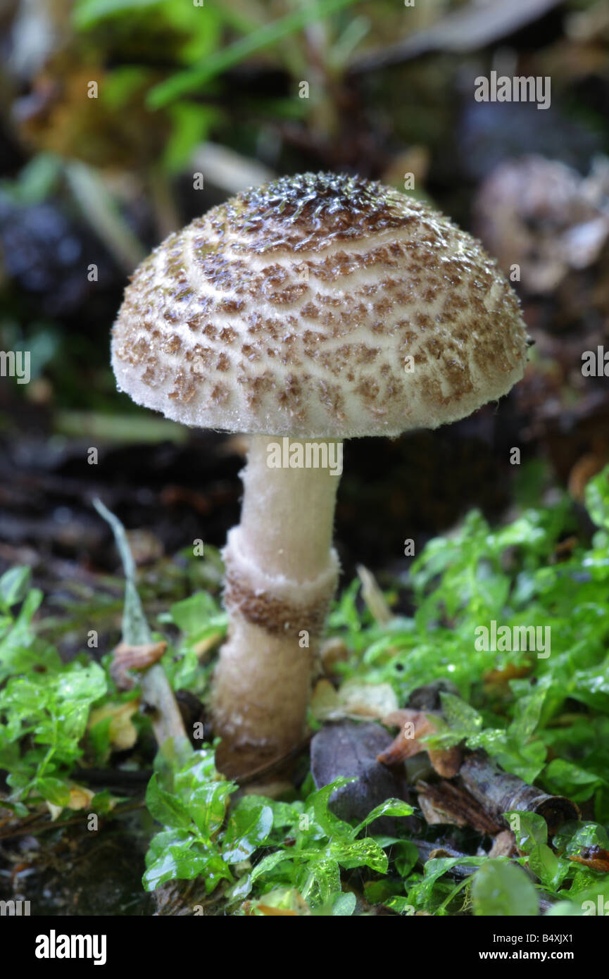 Lepiota felina -Fotos und -Bildmaterial in hoher Auflösung – Alamy