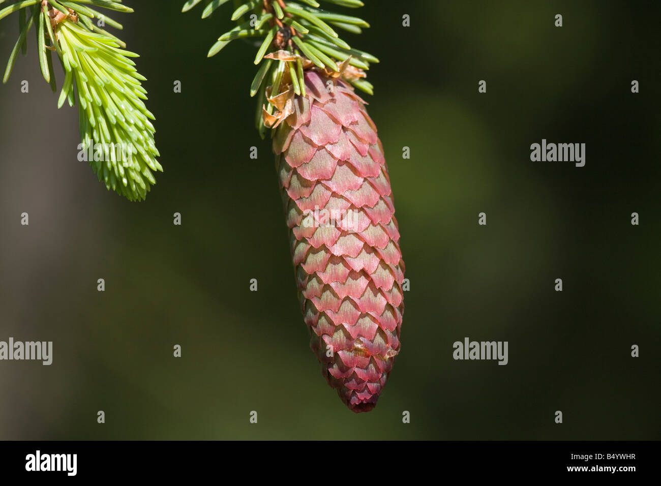 Norwegen fichte baum -Fotos und -Bildmaterial in hoher Auflösung – Alamy