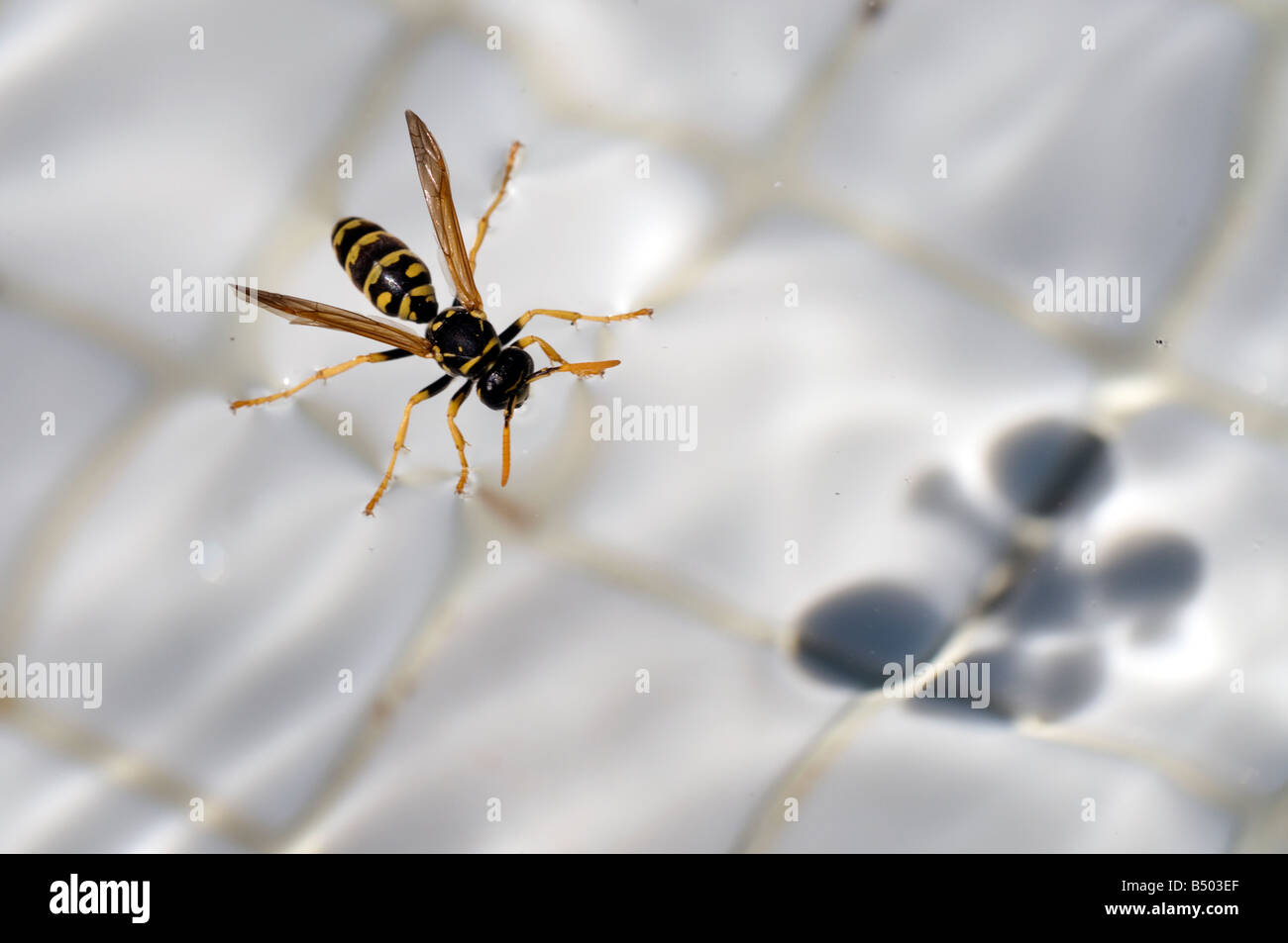 Fliege auf wasser -Fotos und -Bildmaterial in hoher Auflösung – Alamy