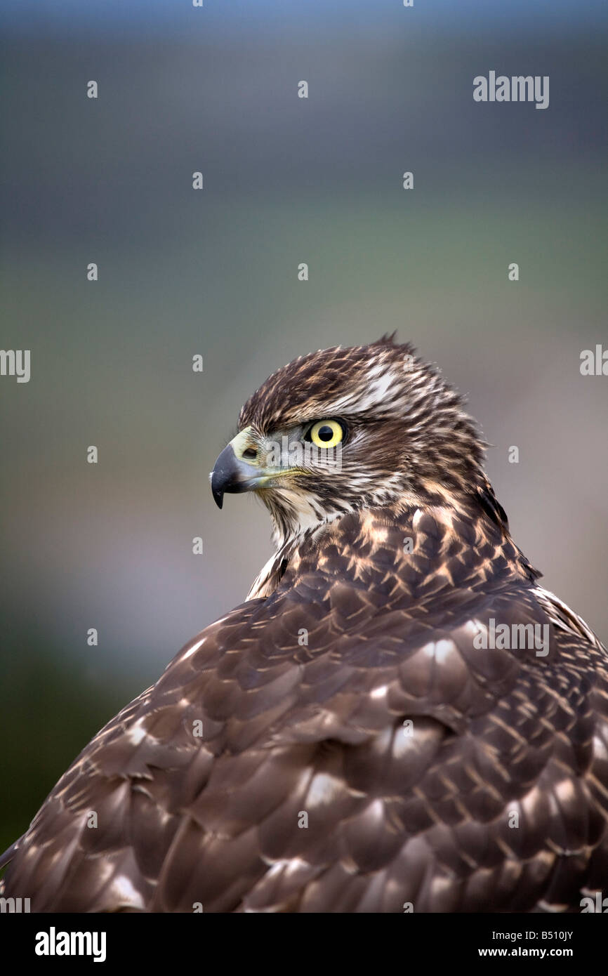 Accipiter gentilis bird goshawk habicht -Fotos und -Bildmaterial in ...