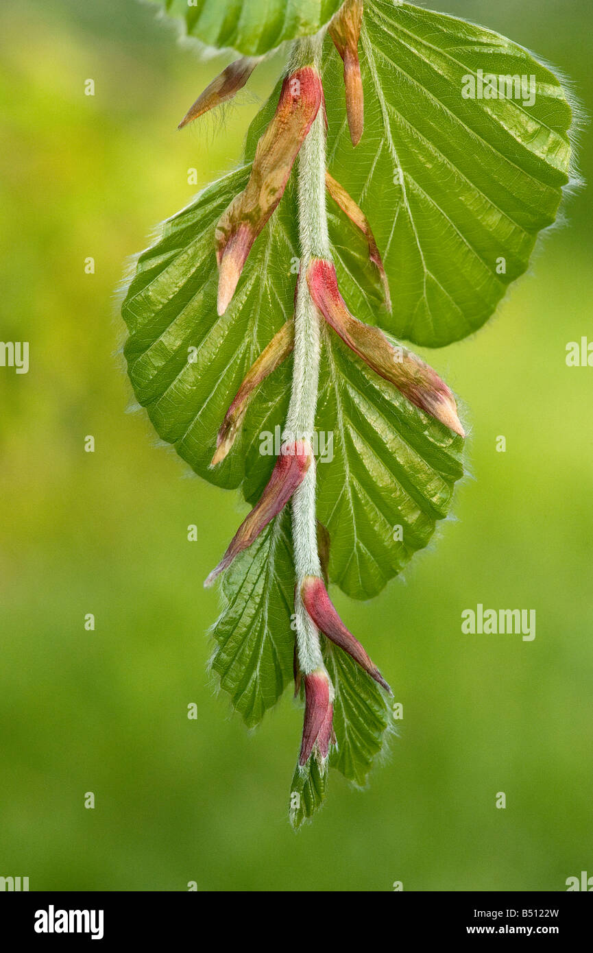 Buche knospe -Fotos und -Bildmaterial in hoher Auflösung – Alamy
