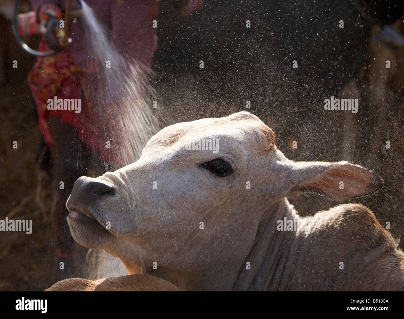 Masai herding cattle -Fotos und -Bildmaterial in hoher Auflösung – Alamy