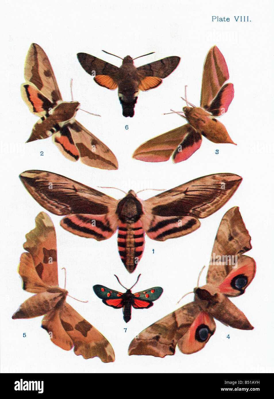 Verschiedene Arten von Motten Stockfotografie - Alamy