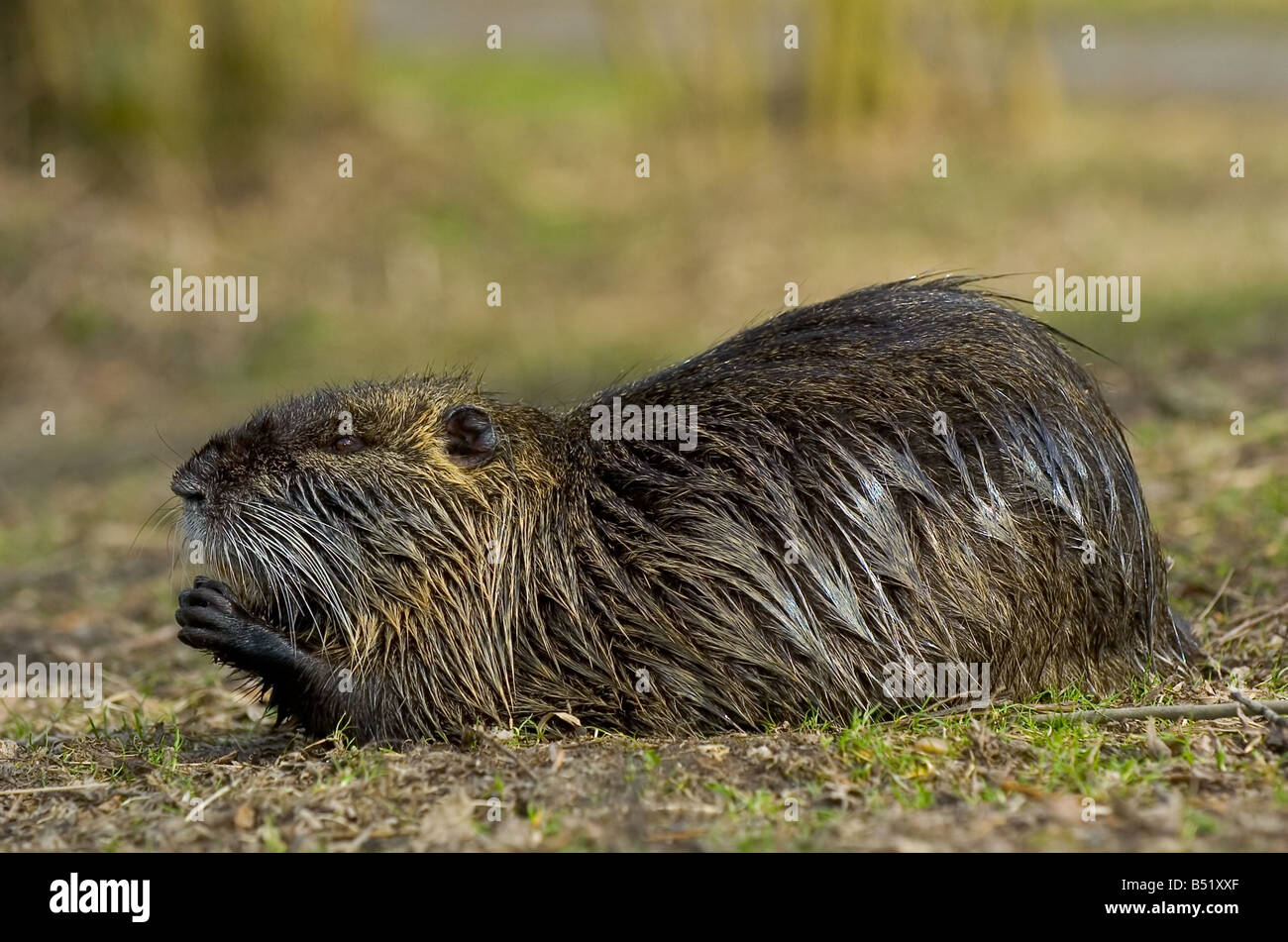 Formato de paisaje nutria retrato -Fotos und -Bildmaterial in hoher ...