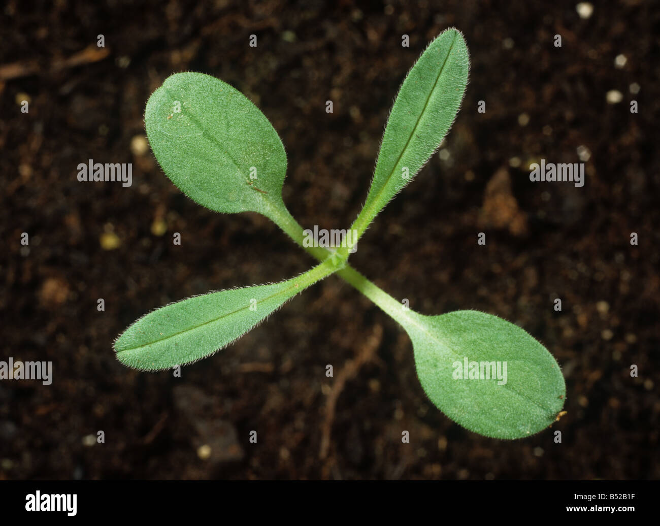 Lithospermum arvense -Fotos und -Bildmaterial in hoher Auflösung – Alamy