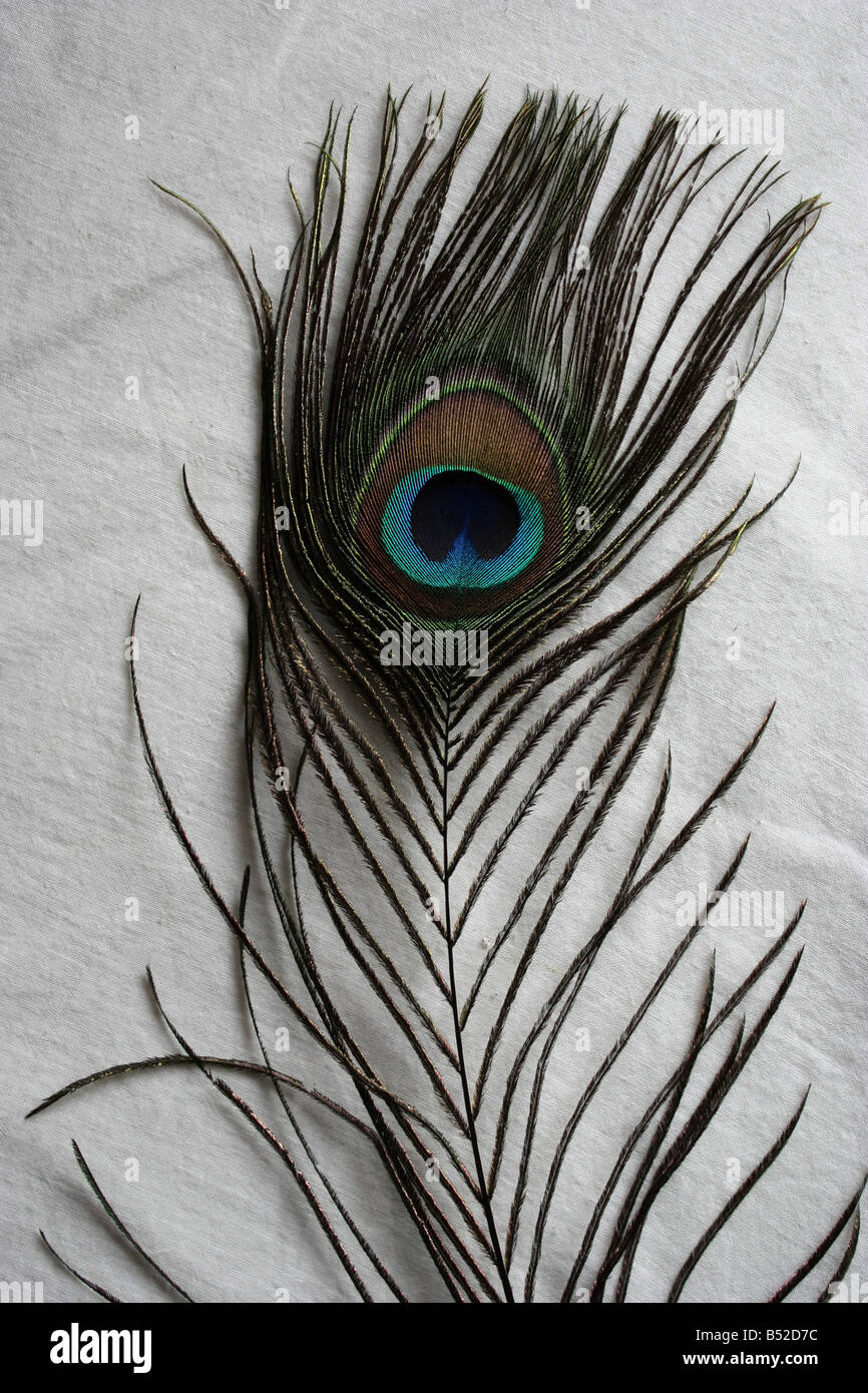 Peacock feather design -Fotos und -Bildmaterial in hoher Auflösung – Alamy