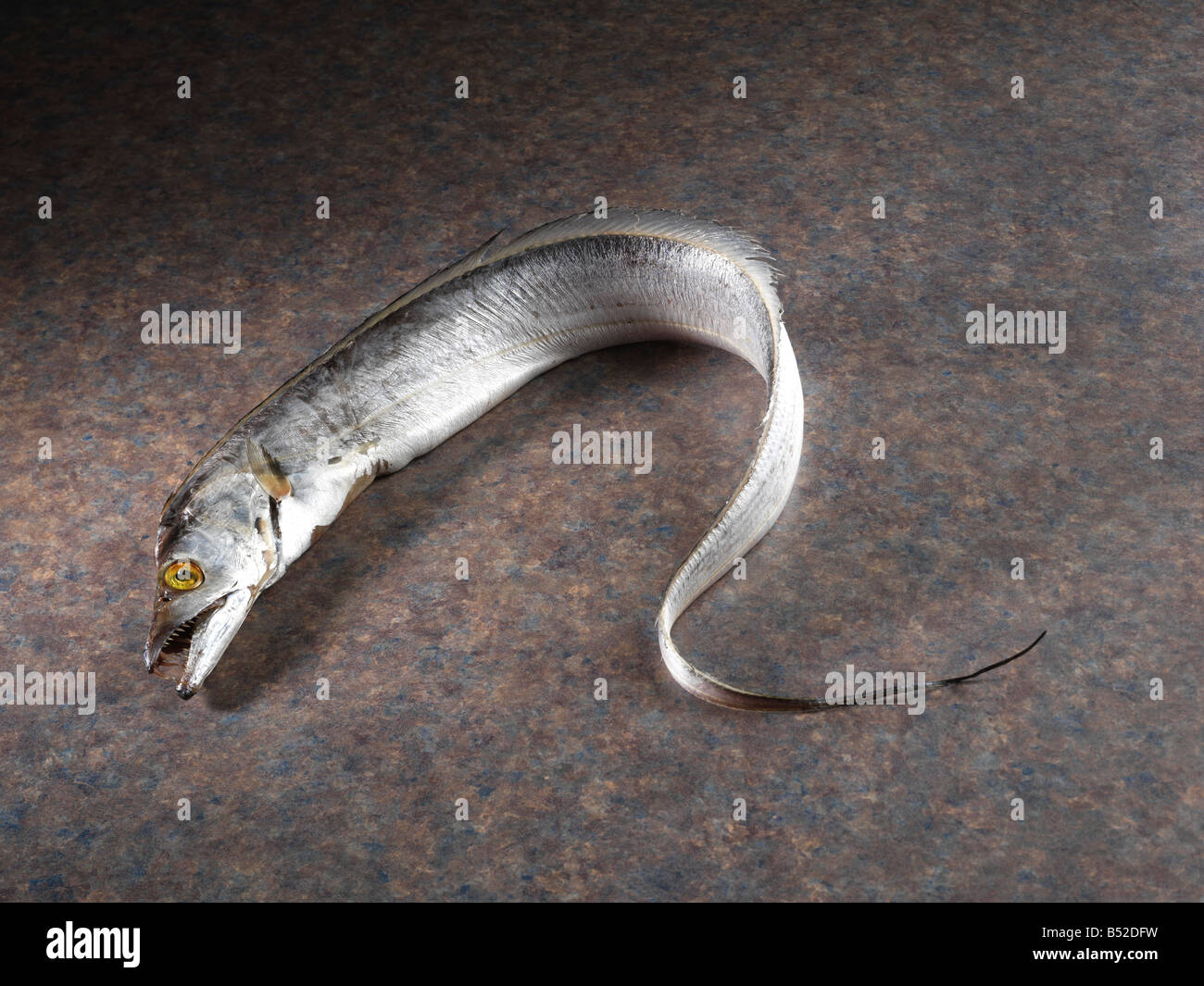 Scharfe fischzähne -Fotos und -Bildmaterial in hoher Auflösung – Alamy