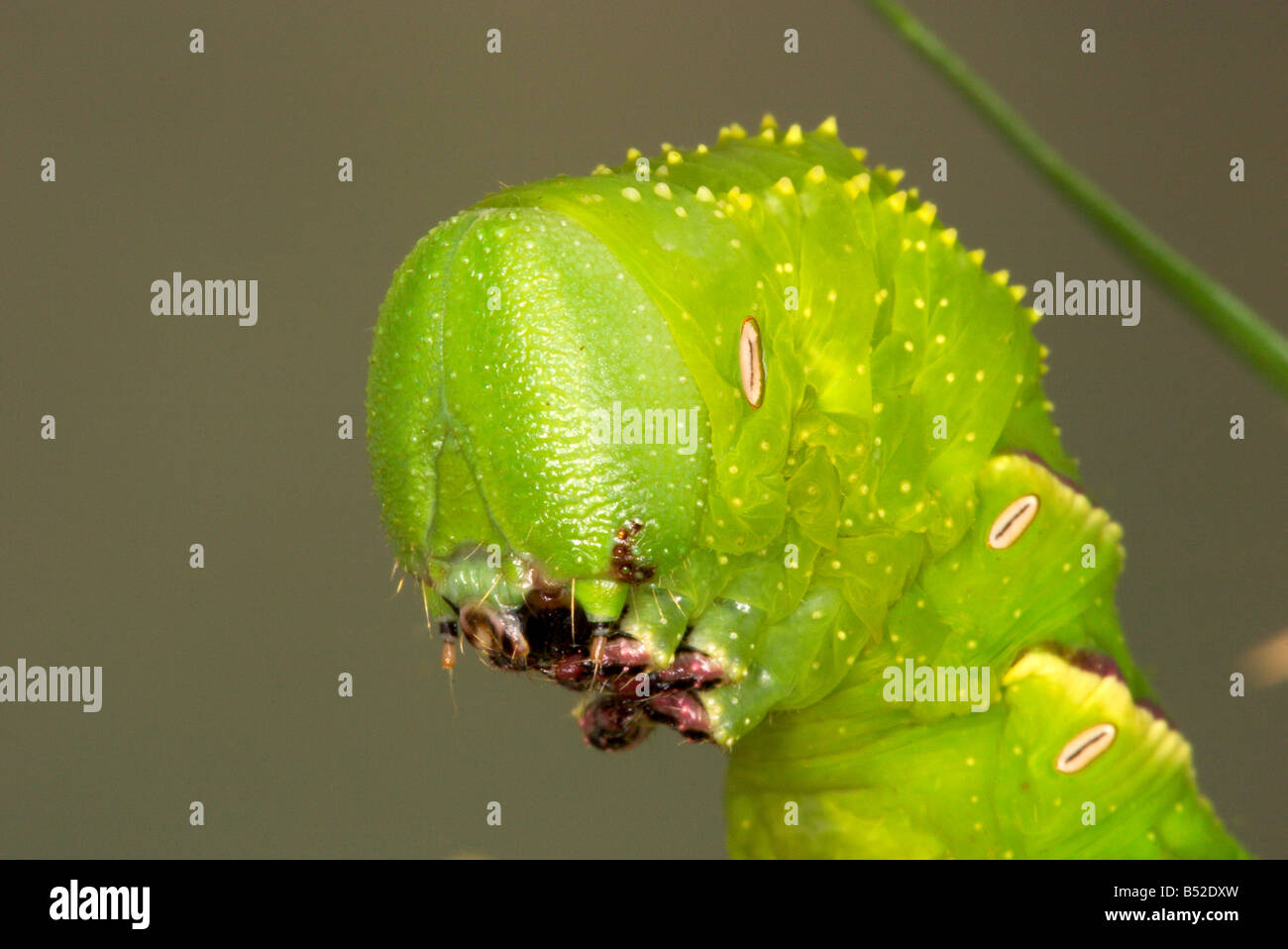 Rustikale Sphinx Motte Manduca rustica Stockfotografie - Alamy