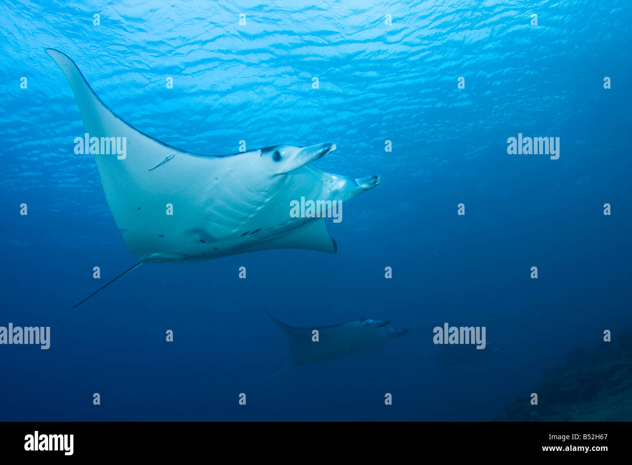 Pazifischer mantarochen -Fotos und -Bildmaterial in hoher Auflösung – Alamy