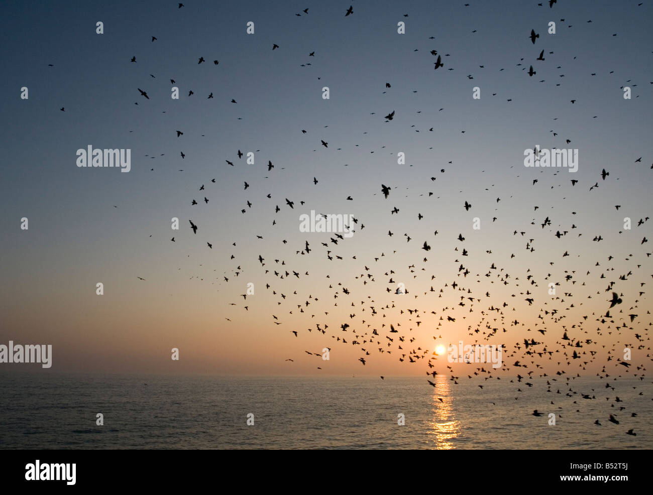 Vogel schwarm formation -Fotos und -Bildmaterial in hoher Auflösung – Alamy