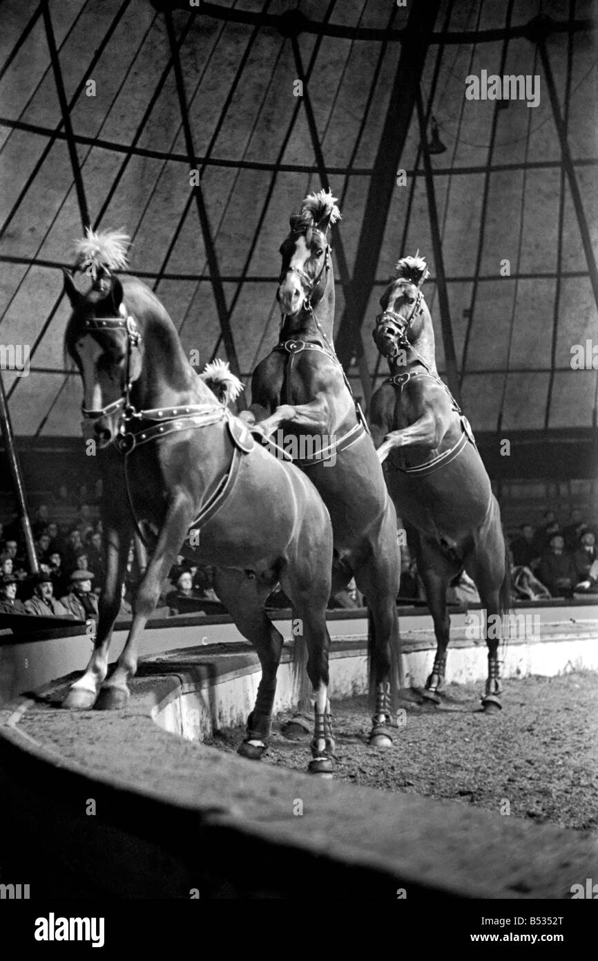 Circus horses -Fotos und -Bildmaterial in hoher Auflösung – Alamy
