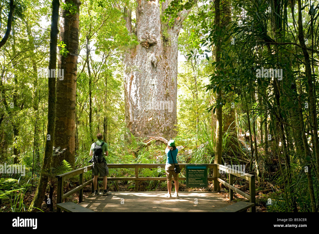 Kauri wald baum holzschutz -Fotos und -Bildmaterial in hoher Auflösung ...