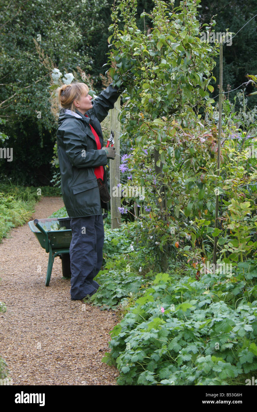 Allison Napier, Leiter Gärtner beschneiden Spalier Birnen an Peckover ...