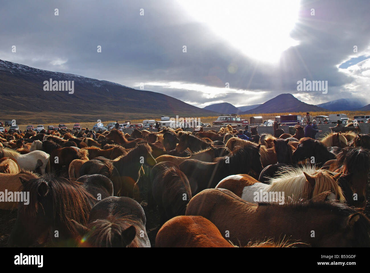 Stehendes pferd verschiedene tiere -Fotos und -Bildmaterial in hoher ...